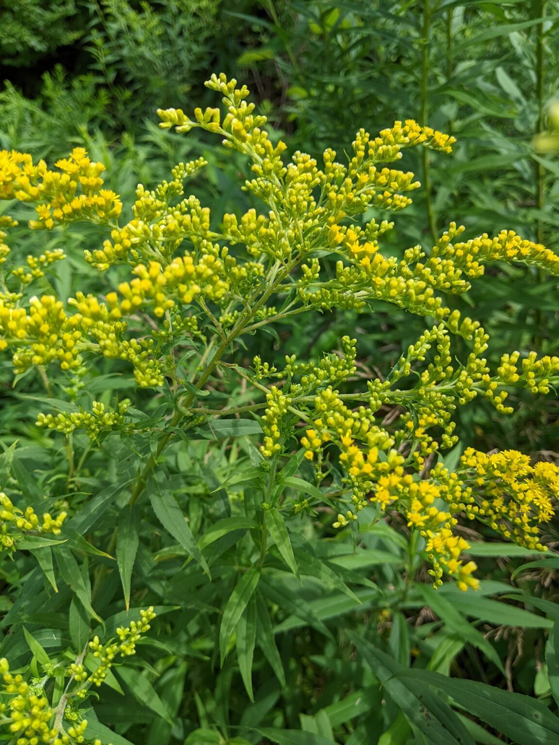 20 Tall Perennial Flowers You Should Plant In Your Garden