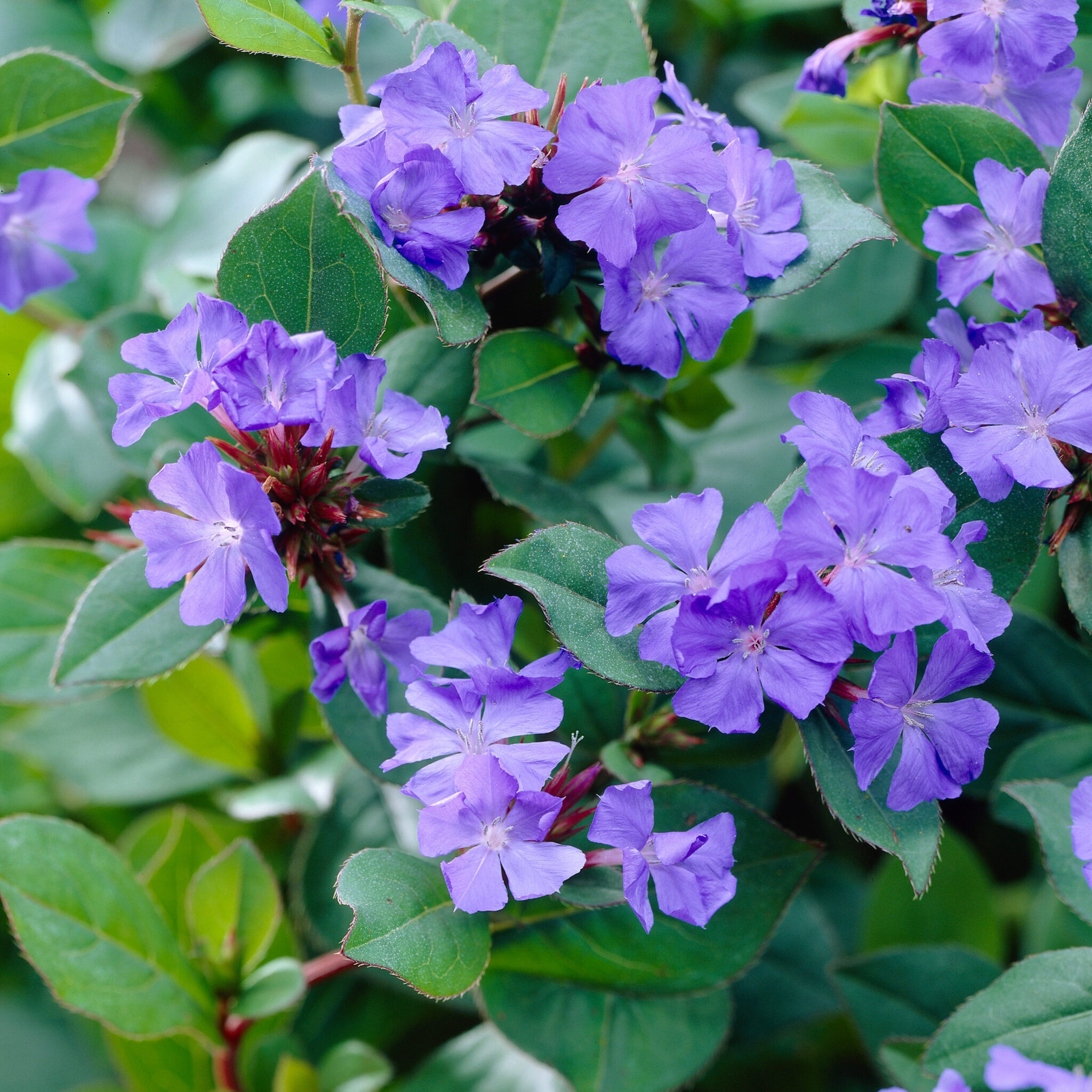 20 Perennial Plants That Like Full Sun And Heat