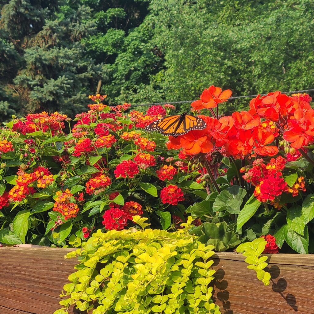 20 Perennial Plants That Like Full Sun And Heat
