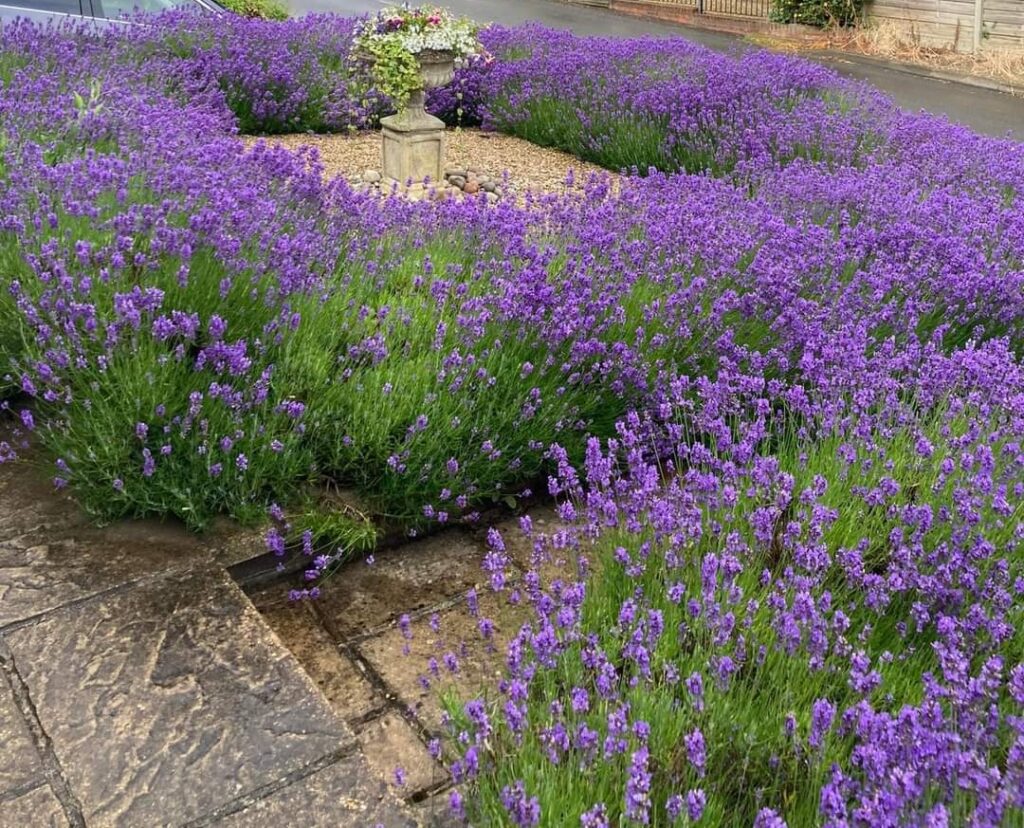 20 Perennial Plants That Like Full Sun And Heat