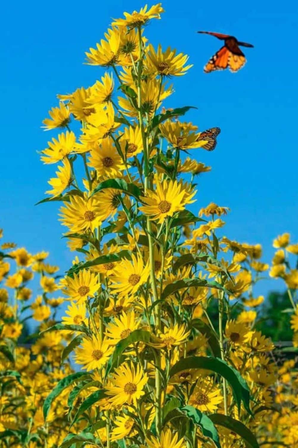 20 Tall Perennial Flowers You Should Plant In Your Garden