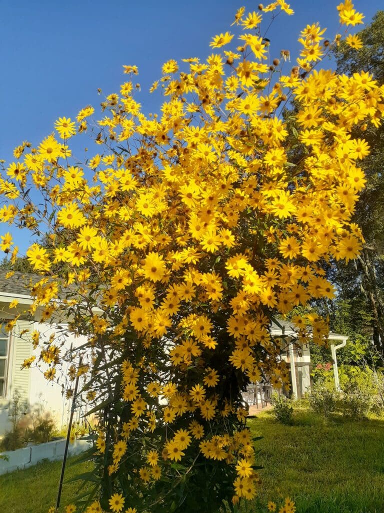 20 Tall Perennial Flowers You Should Plant In Your Garden