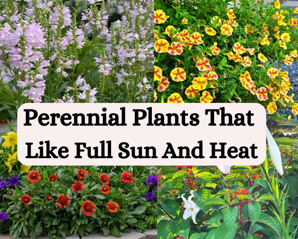 20 Perennial Plants That Like Full Sun And Heat