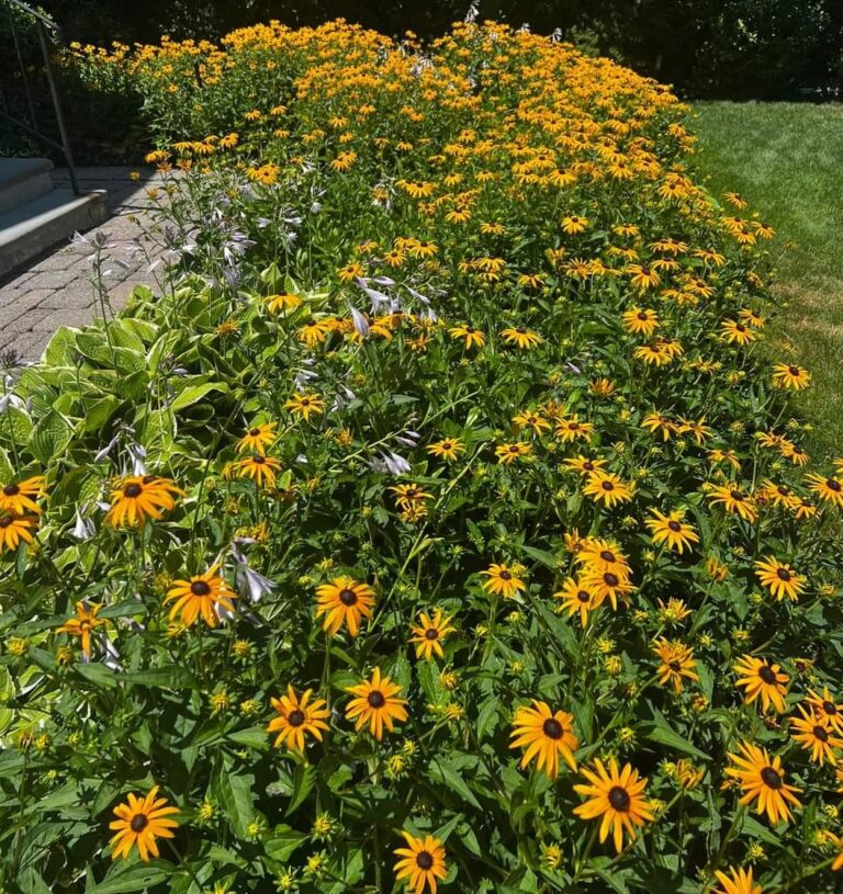 20 Perennial Plants That Like Full Sun And Heat