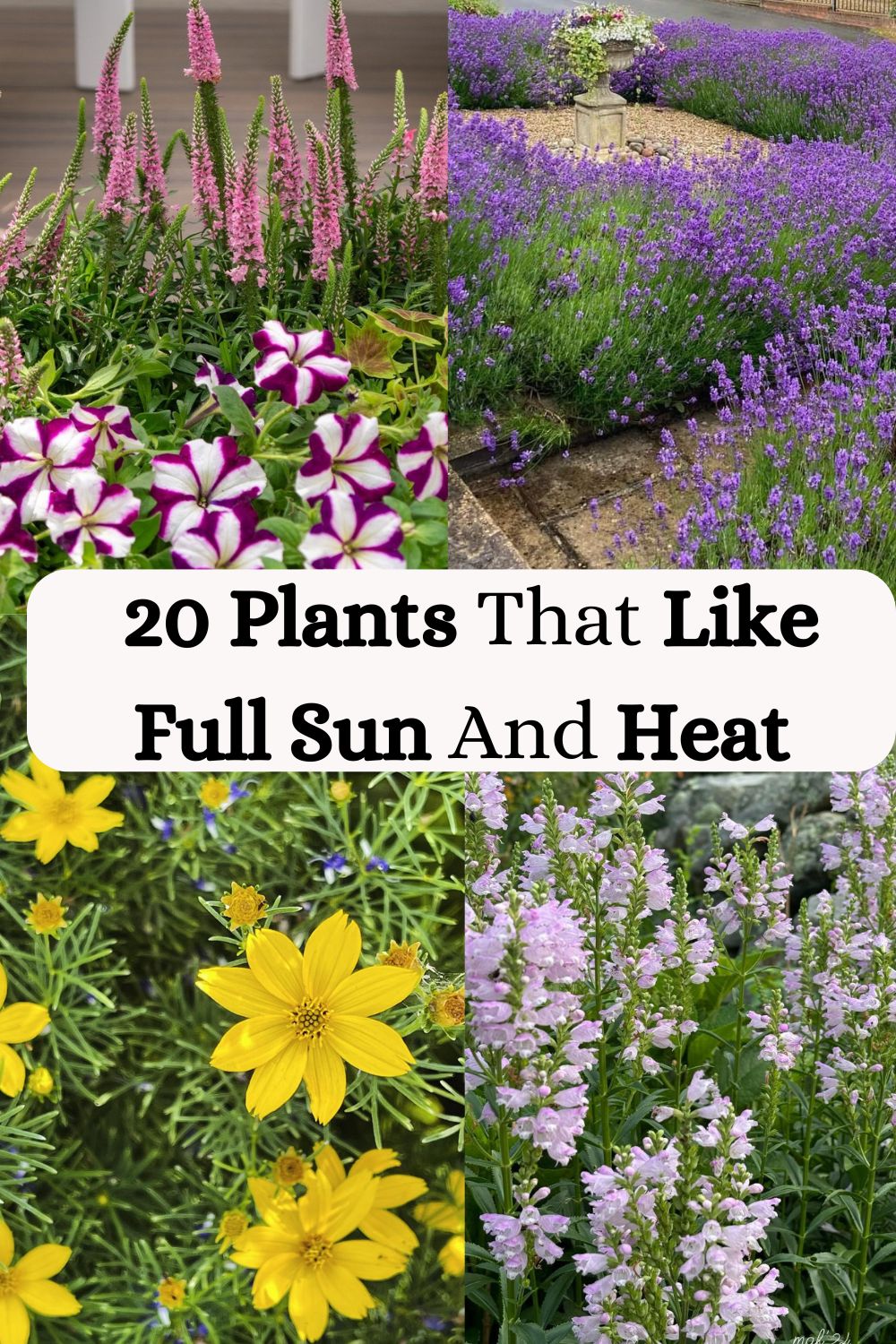 20 Perennial Plants That Like Full Sun And Heat