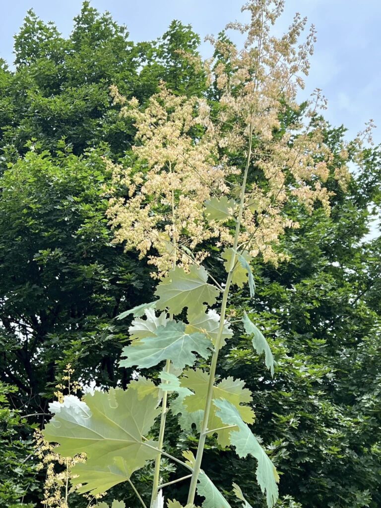 20 Tall Perennial Flowers You Should Plant In Your Garden