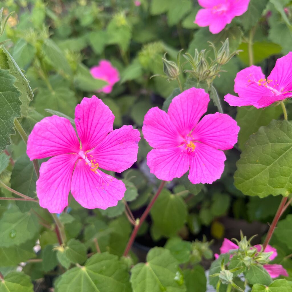 20 Perennial Plants That Like Full Sun And Heat