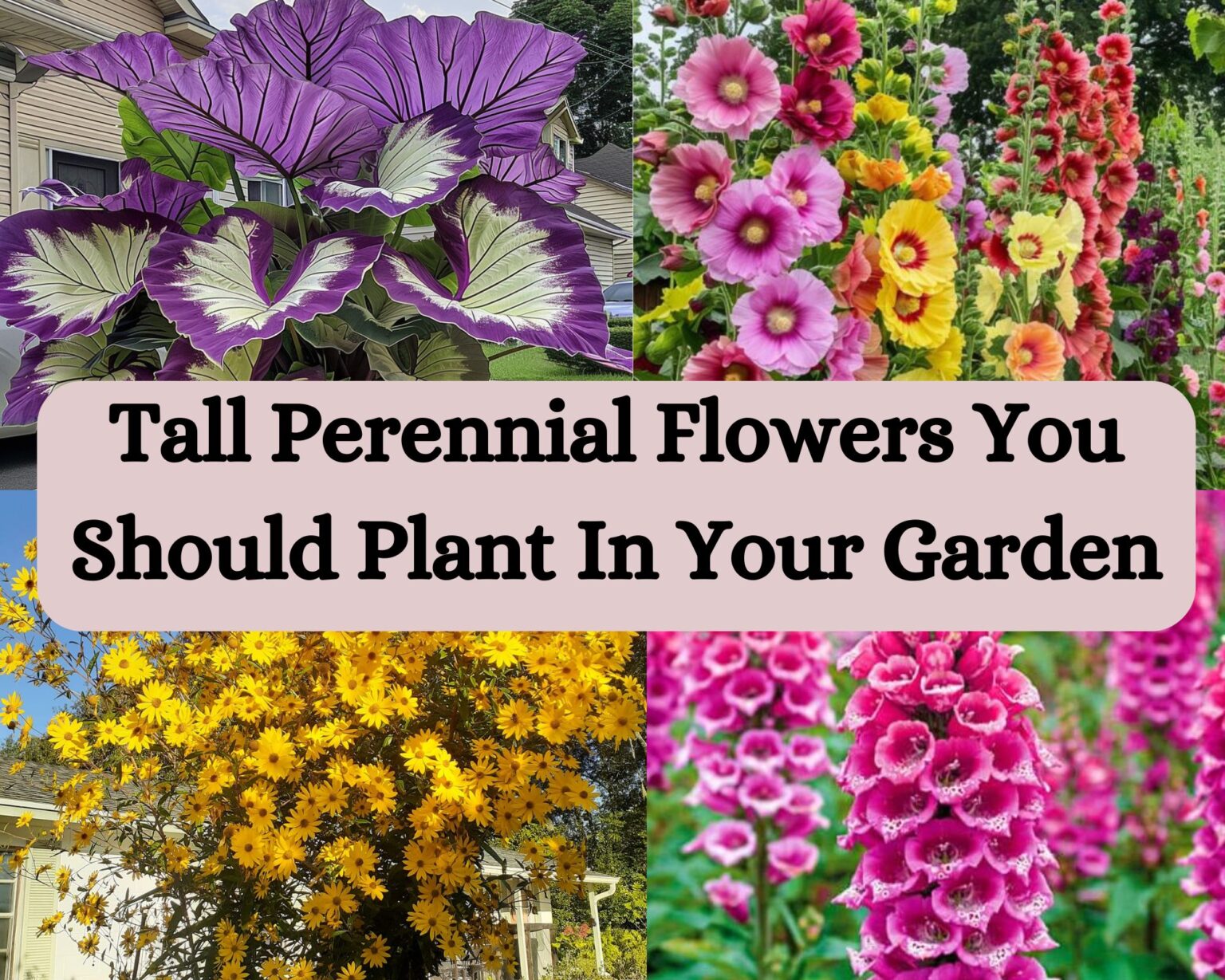 20 Tall Perennial Flowers You Should Plant In Your Garden