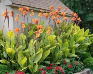 20 Tall Perennial Flowers You Should Plant In Your Garden