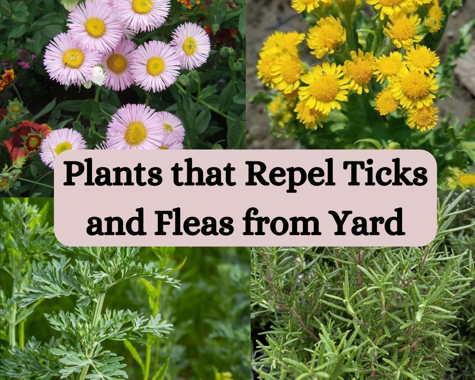 20 Plants that Repel Ticks and Fleas from Your Yard