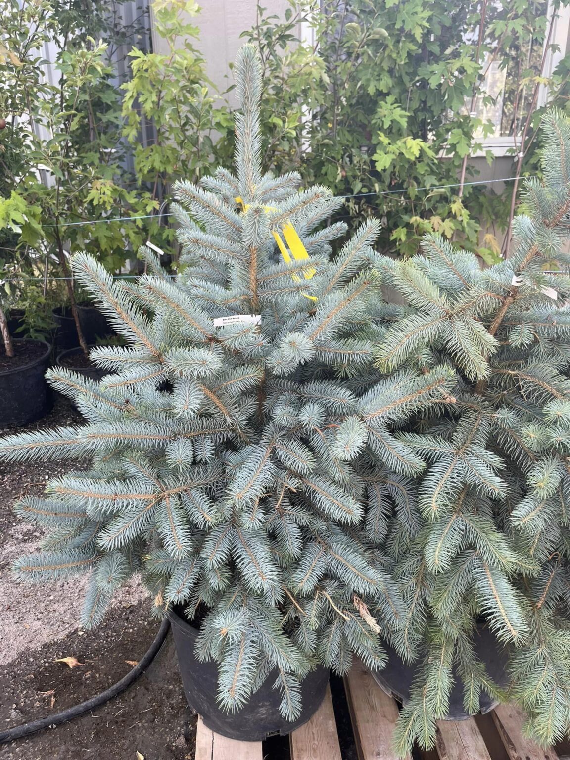 20 Potted Plants That Survive Winter Outside
