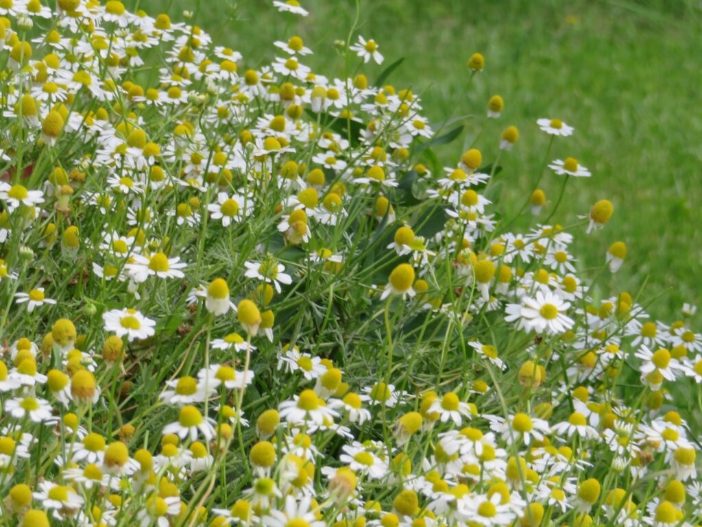 20 Plants that Repel Ticks and Fleas from Your Yard