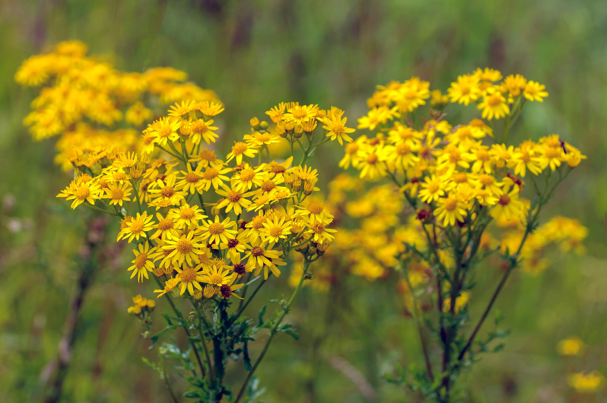 20 Plants that Repel Ticks and Fleas from Your Yard