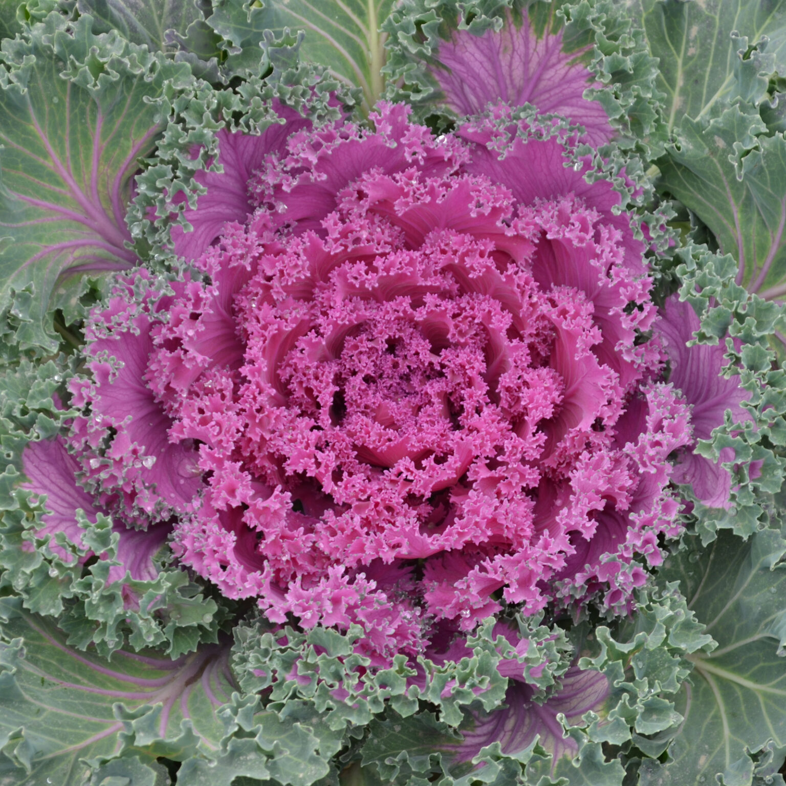 20 Potted Plants That Survive Winter Outside