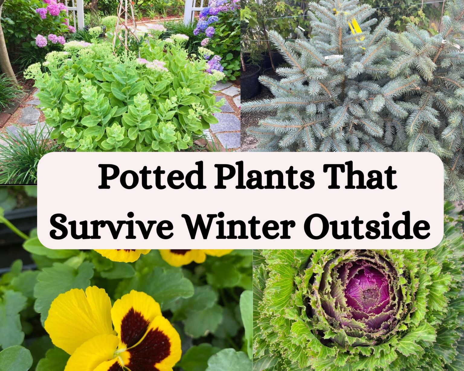 20 Potted Plants That Survive Winter Outside