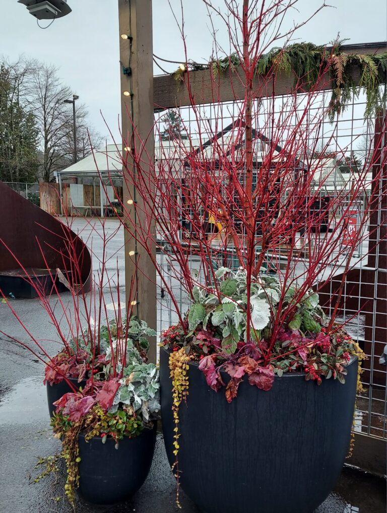 20 Potted Plants That Survive Winter Outside