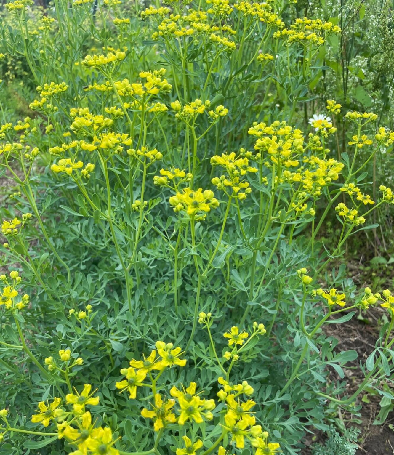 20 Plants that Repel Ticks and Fleas from Your Yard