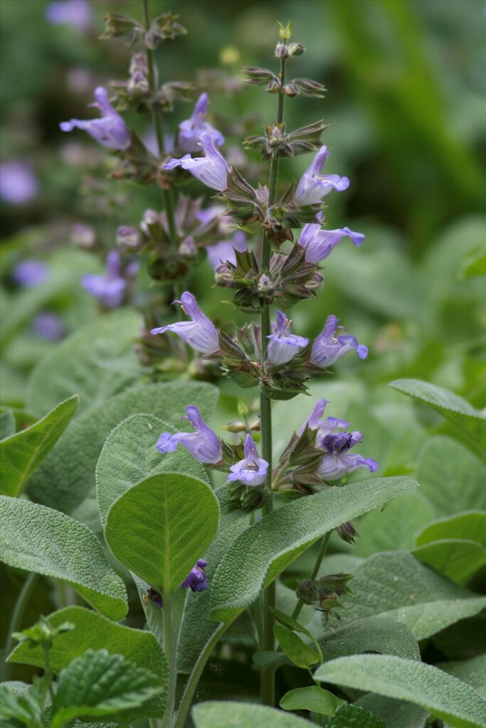 20 Plants that Repel Ticks and Fleas from Your Yard