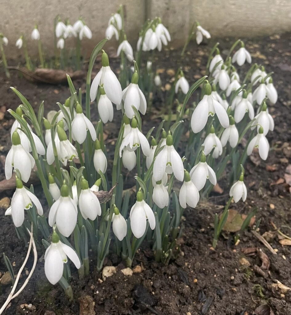 20 Potted Plants That Survive Winter Outside