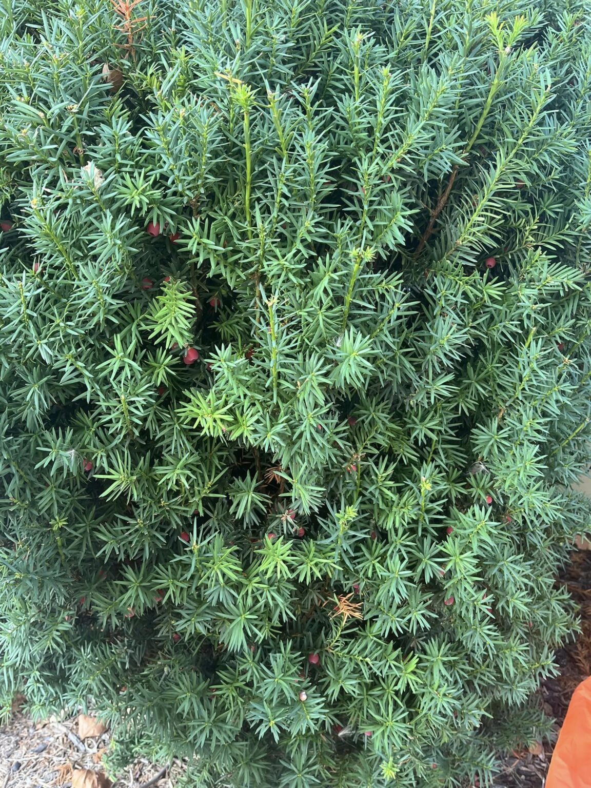 20 Potted Plants That Survive Winter Outside