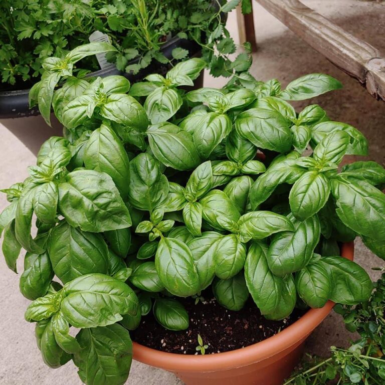 20 Plants that Repel Ticks and Fleas from Your Yard