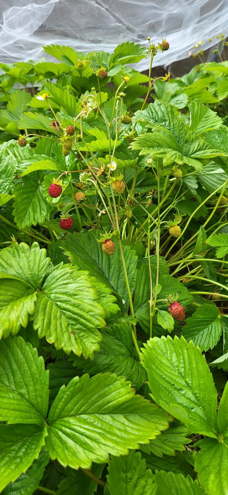 Why Are My Strawberries So Small?