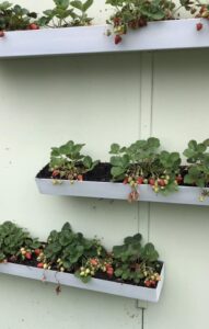 Why Are My Strawberries So Small?