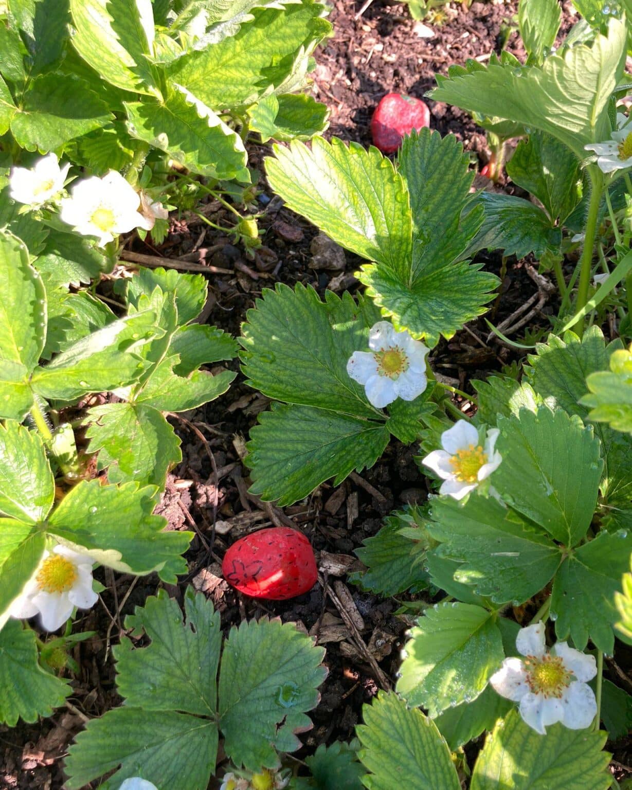 How To Protect Strawberries From Birds And Squirrels