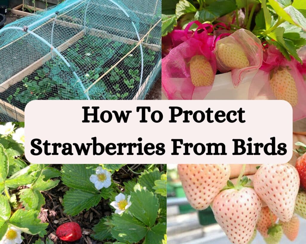How To Protect Strawberries From Birds And Squirrels