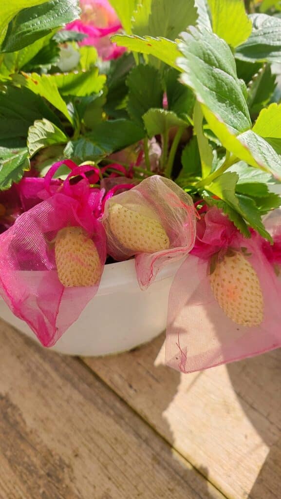How To Protect Strawberries From Birds And Squirrels
