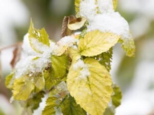 Raspberry Leaves Turning Yellow And Brown