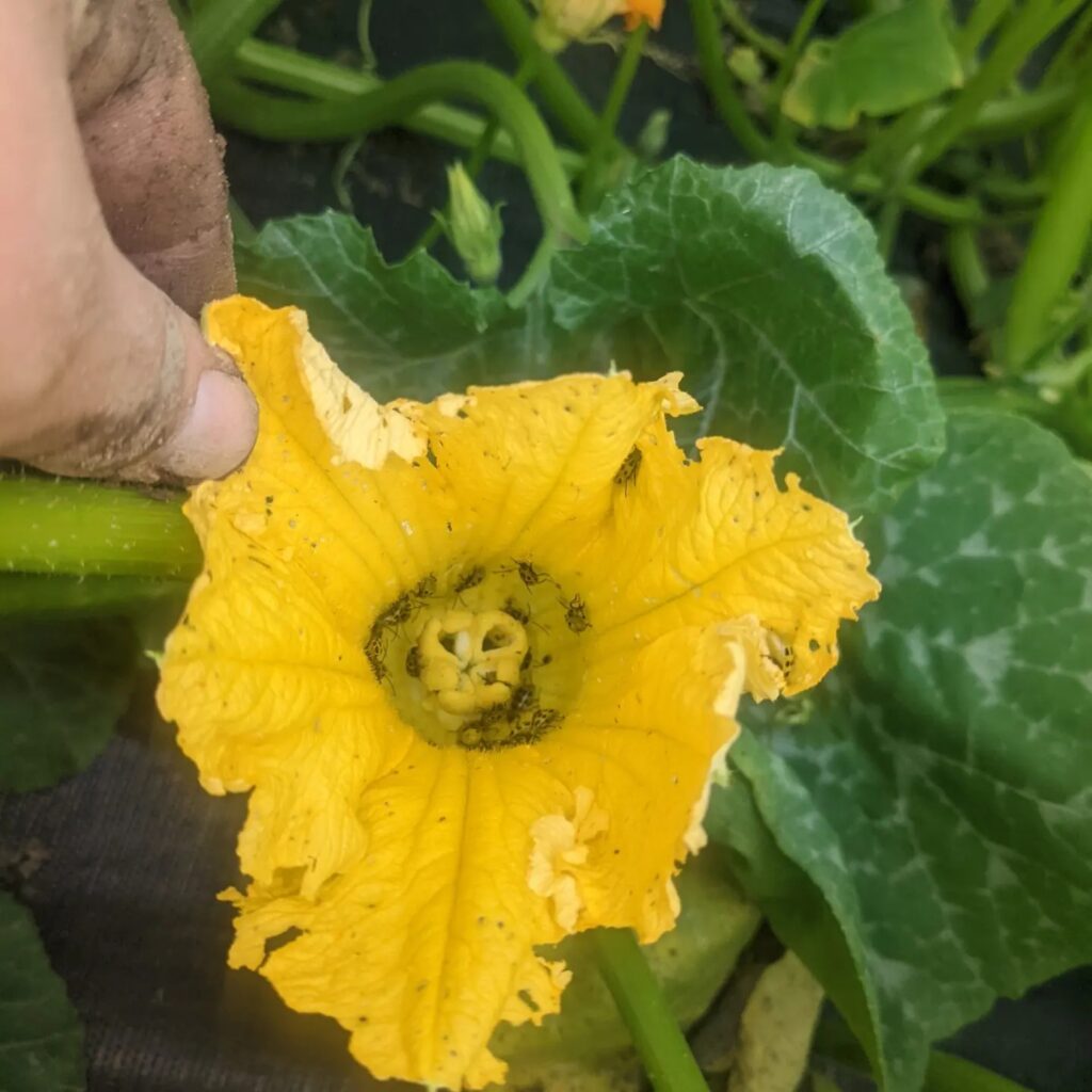 Why Are My Cucumber Leaves Turning Yellow And Crisp?