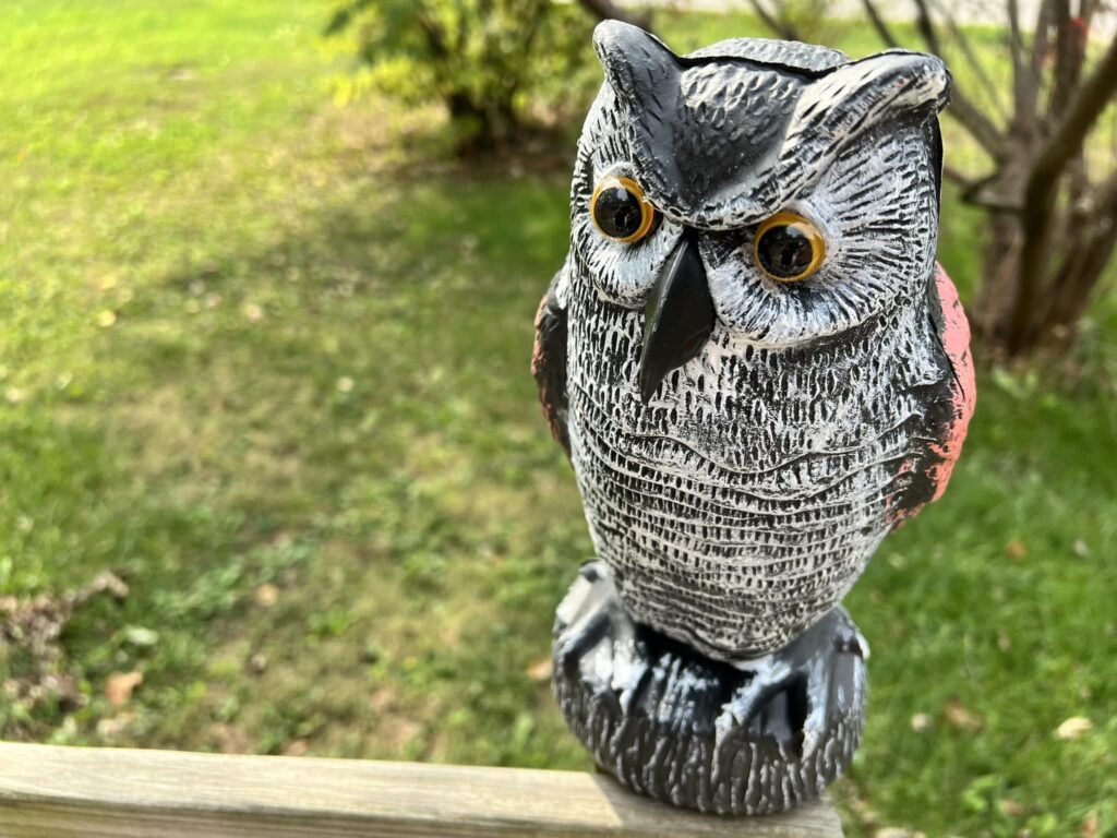 How To Protect Strawberries From Birds And Squirrels